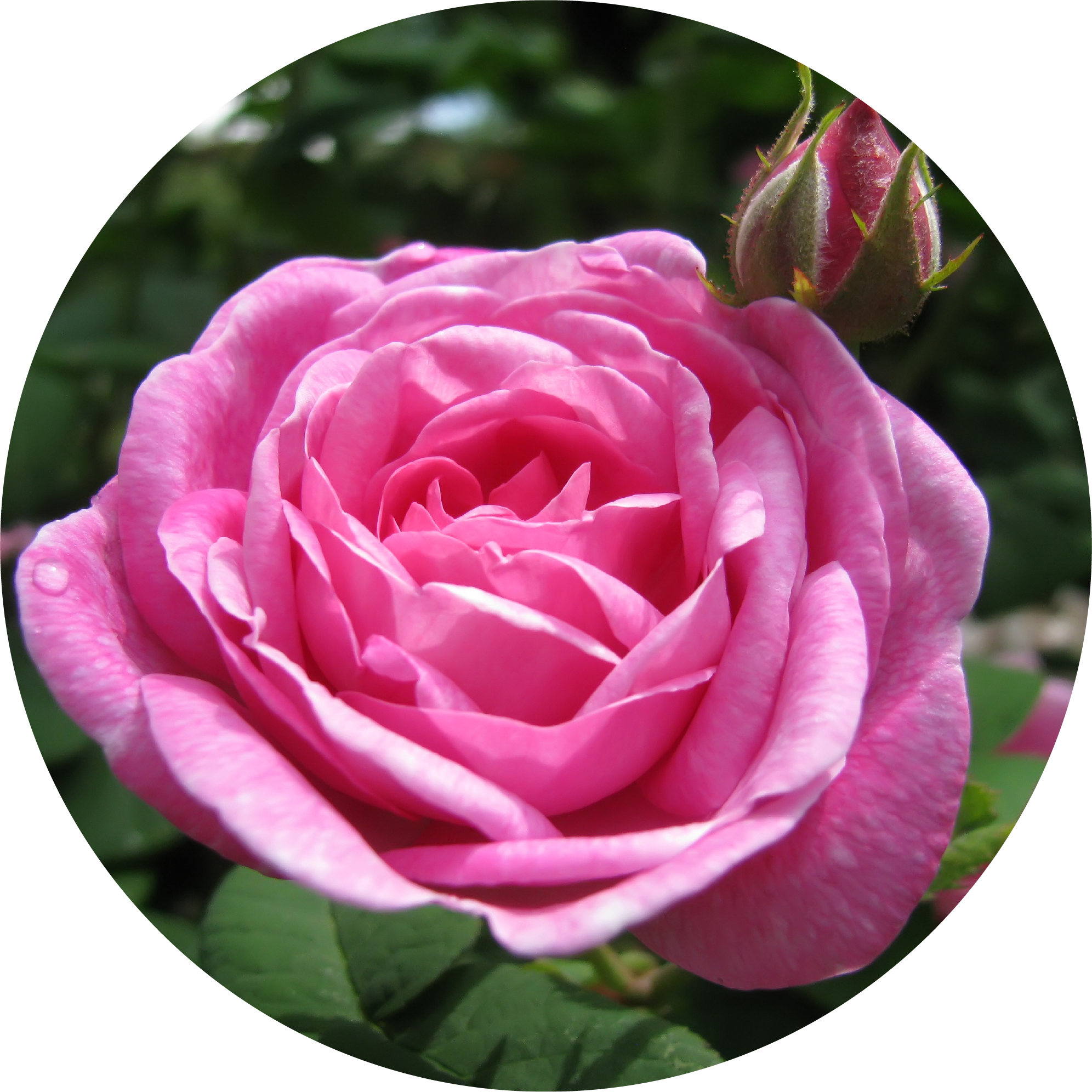 Rose Otto, Ruh Gulab - Essential Oil – Living Libations INT