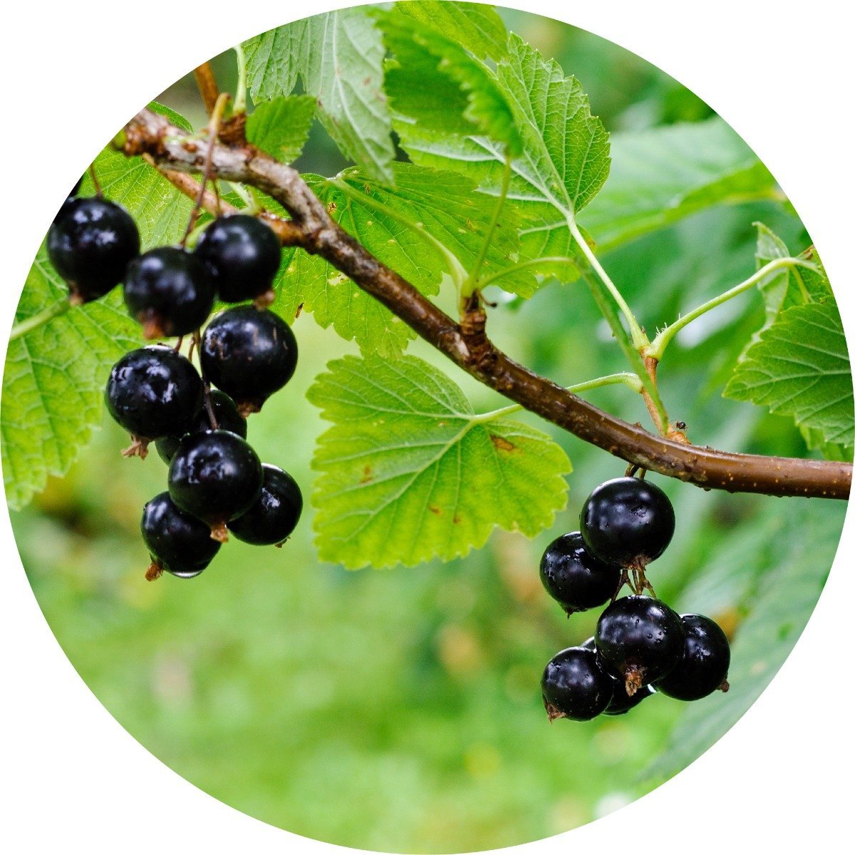 Black Currant - Absolute – Living Libations INT