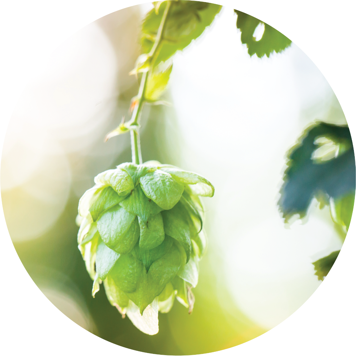 Hops - Essential Oil – Living Libations INT