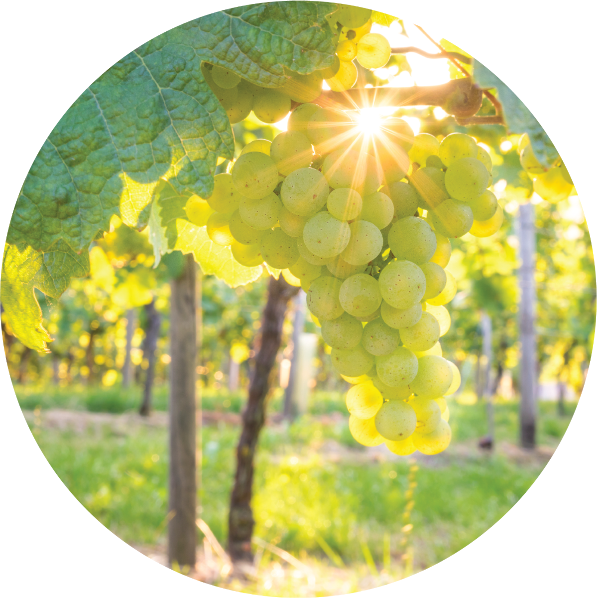 White Cognac - Essential Oil – Living Libations INT